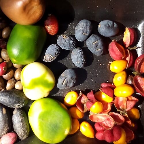 Seeding Rainforests: Propagating Seeds for Revegation Projects