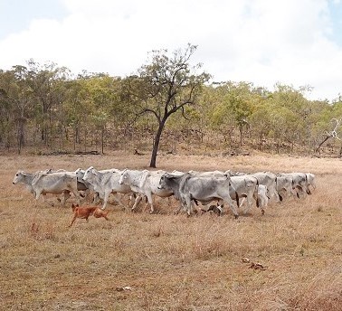 Grazing practice change